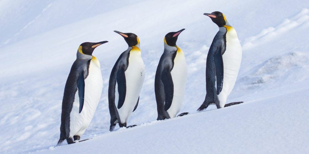 Trump's Tariffs Impact Uninhabited Antarctic Heard and McDonald Islands ...