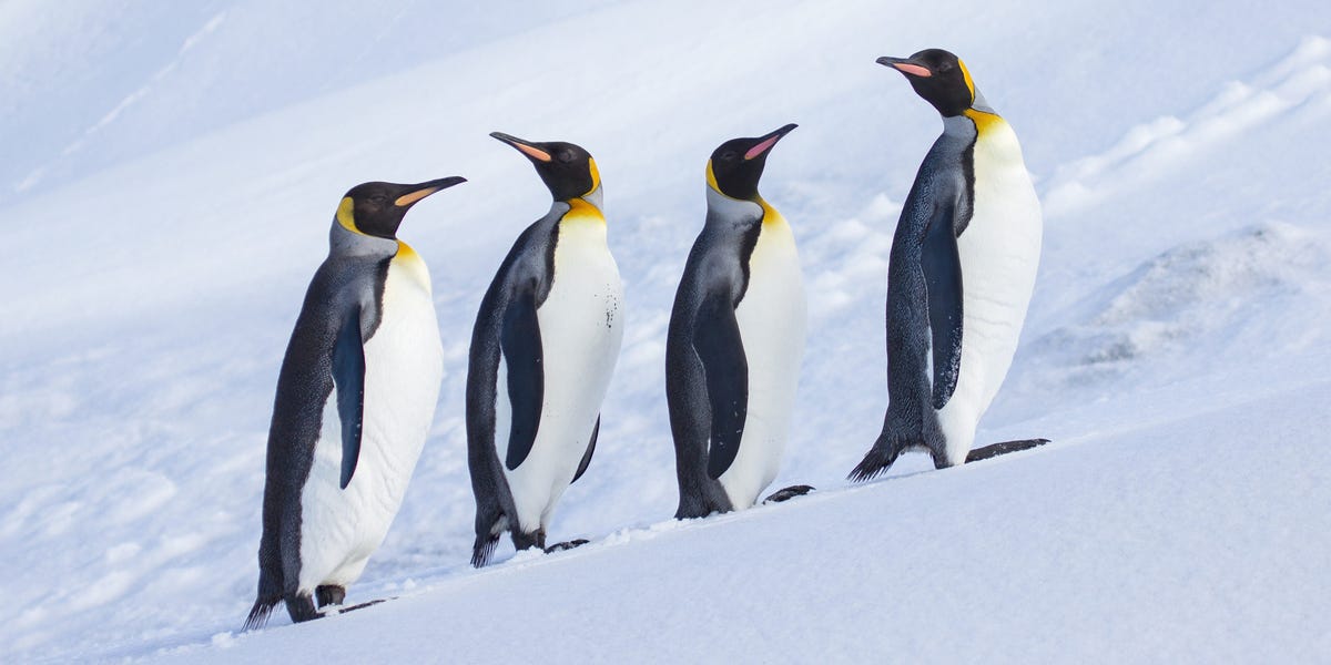 Trump's Tariffs Impact Uninhabited Antarctic Heard and McDonald Islands ...